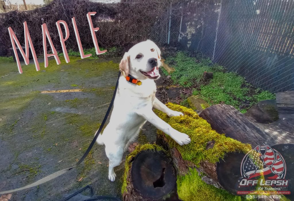 The Fab Four: Unveiling the Favorite Service Dog Breeds for ...